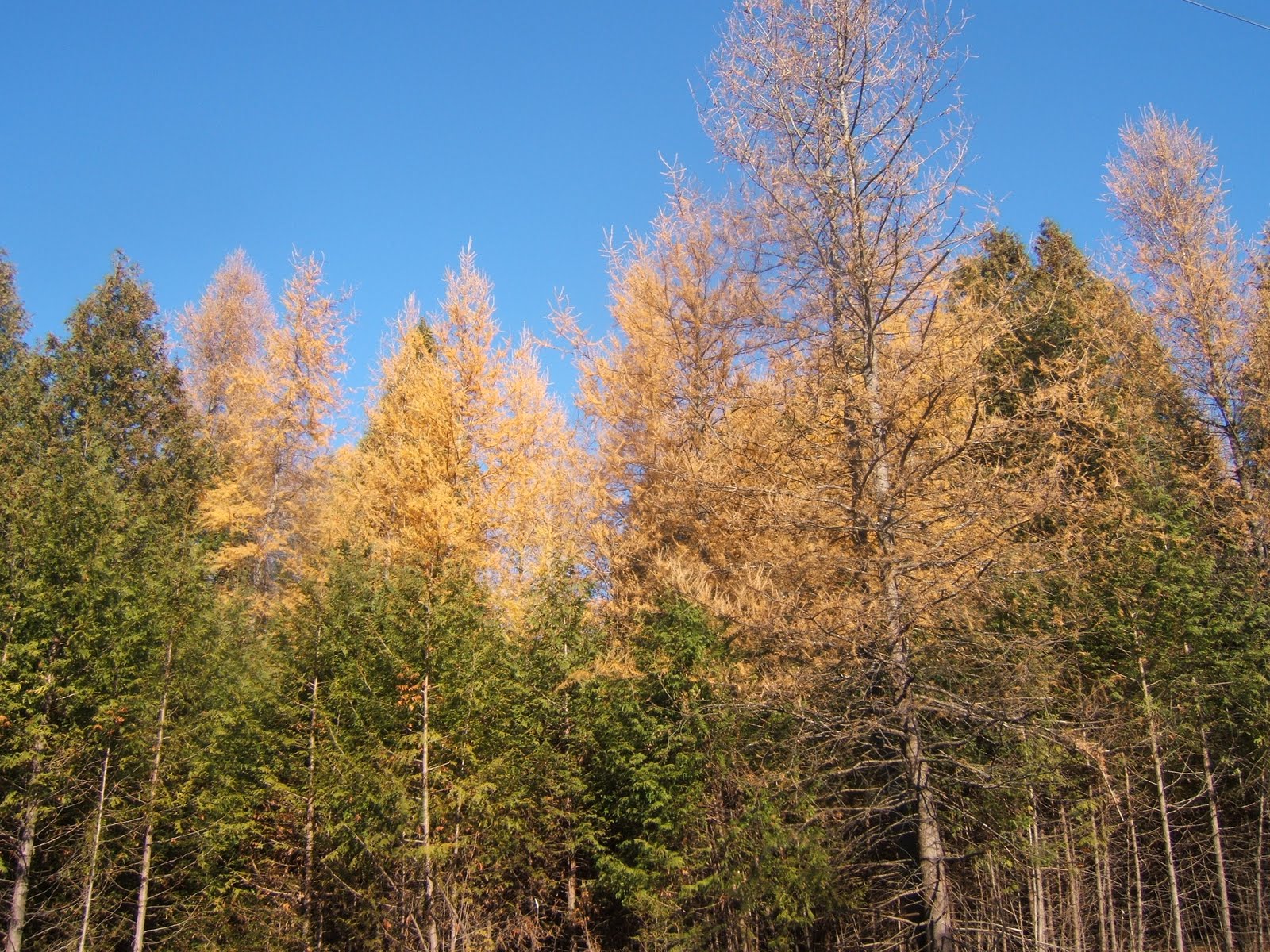 In The Garden: Tamarack trees