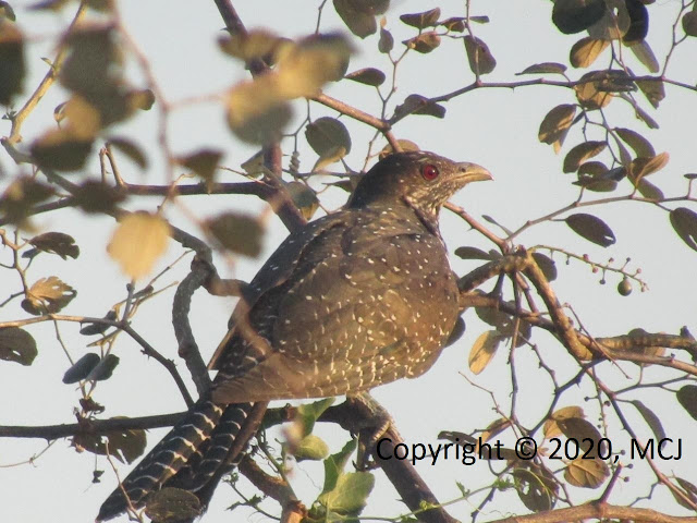 know about kannada and Karnataka: Have you seen the bird Asian Koel ...