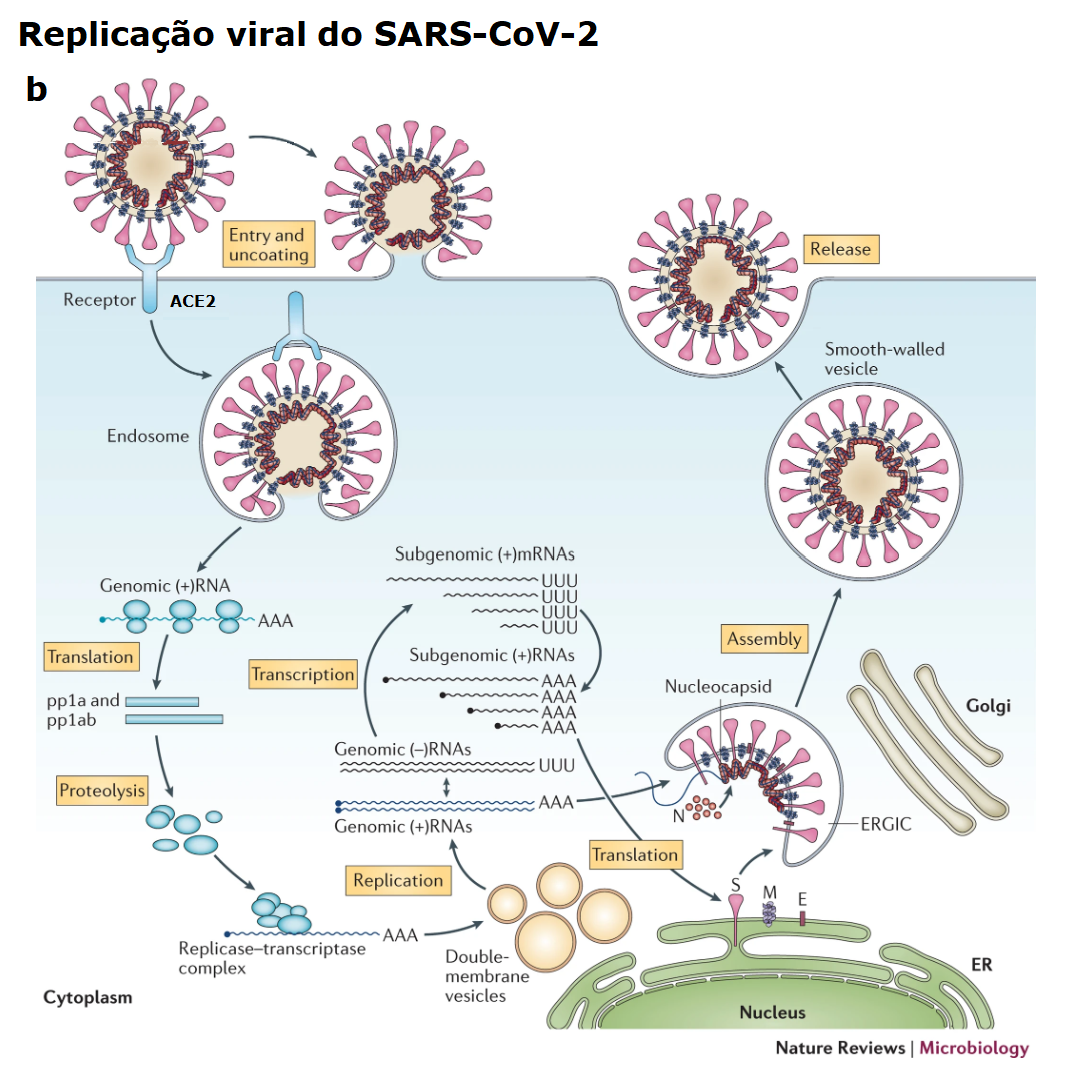 BIOLOGIA PARA A VIDA : VIROLOGIA 2: REPLICAÇÃO VIRAL