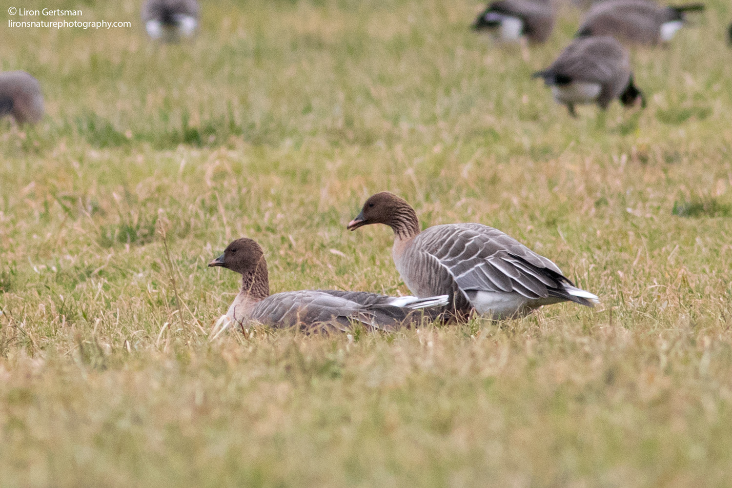 BC Rare Bird Alert: RBA: PINK-FOOTED GEESE in Saanich and Duncan - Jan ...