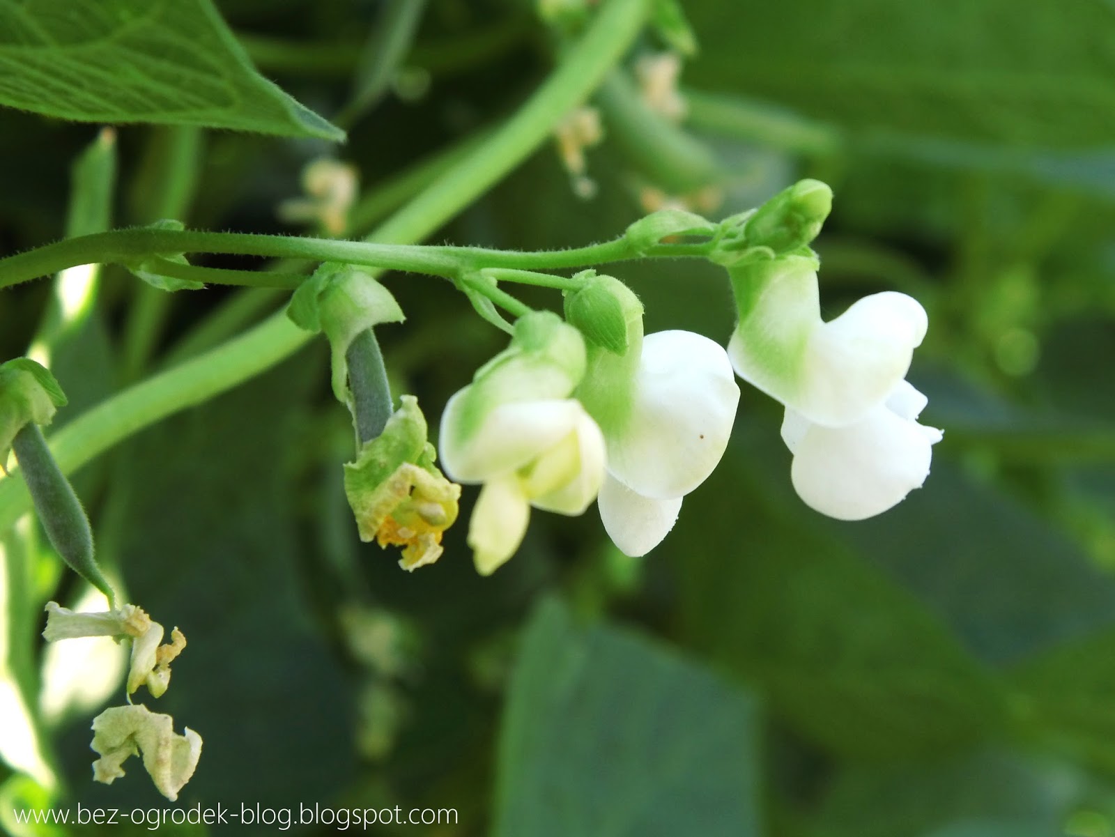 Fasola niepodległości z orzełkiem | BEZ-OGRÓDEK | blog ogrodniczy