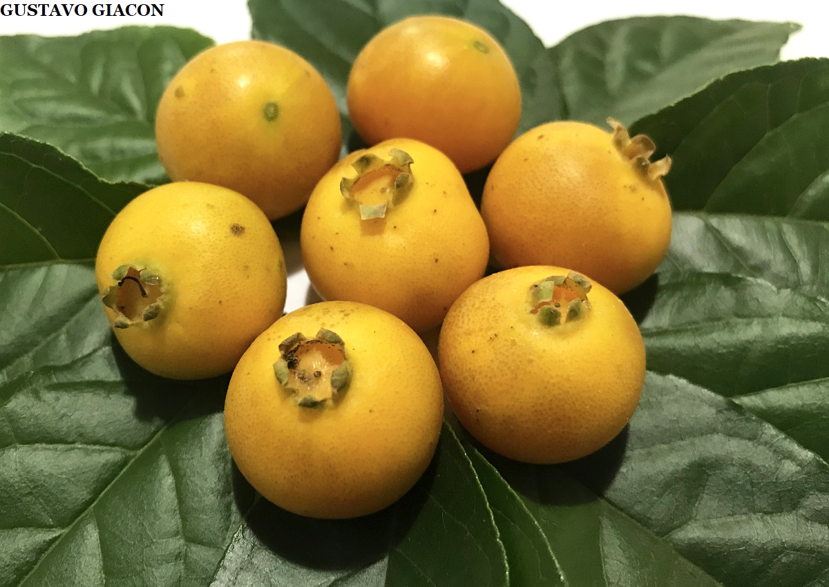 Viveiro Ciprest - Plantas Nativas e Exóticas: Guabiroba Amarela do ...