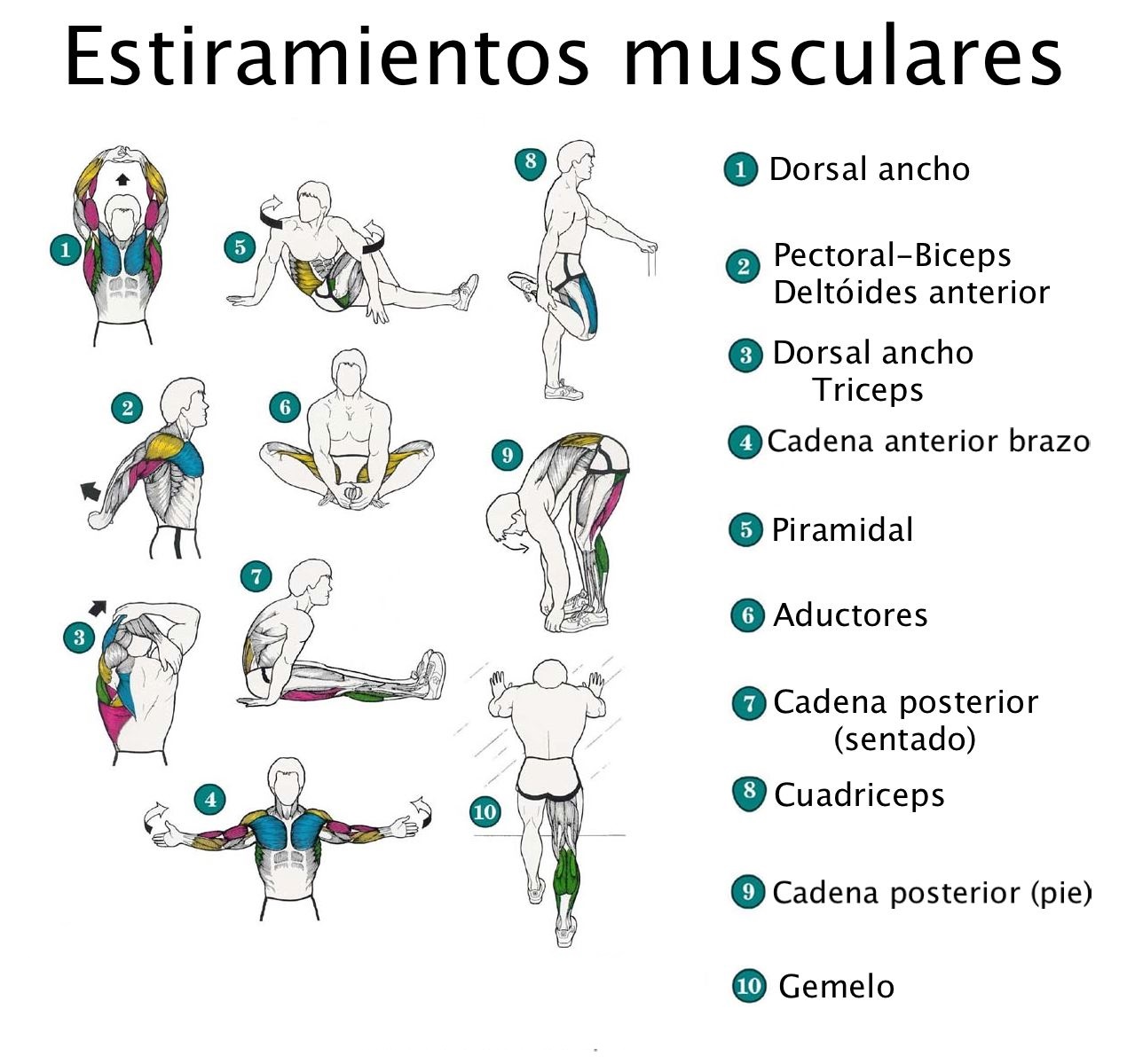 EDUCACIÓN FÍSICA: ESTIRAMENTOS BÁSICOS E IMPRESCINDIBLES