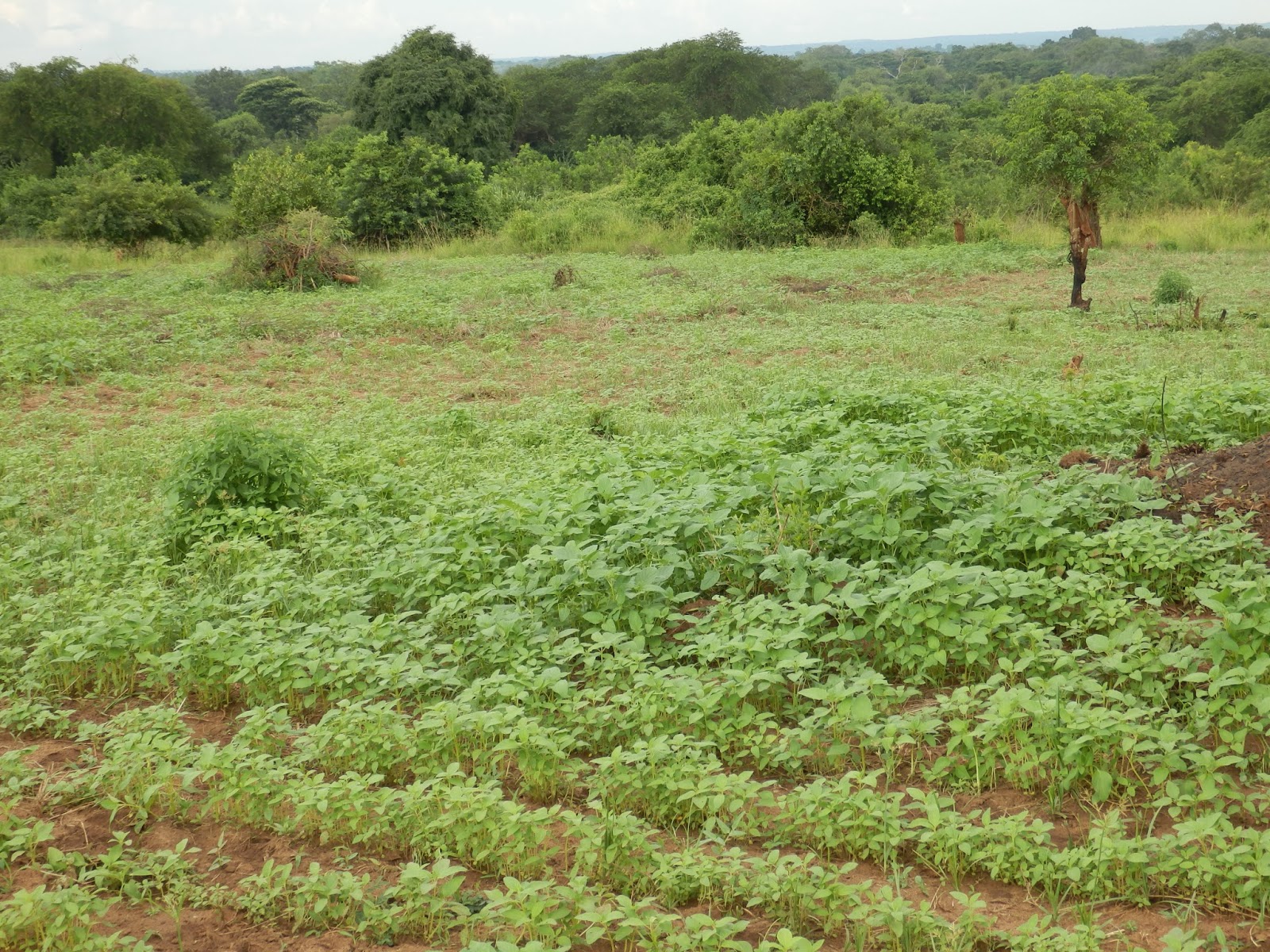 Sarnian in Nebbi: Simsim cultivation