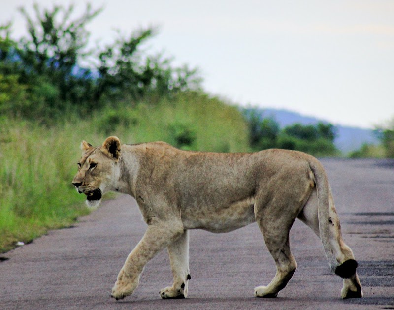 Cat Chit Chat: Animals forced to flee or hide as humans invade their ...