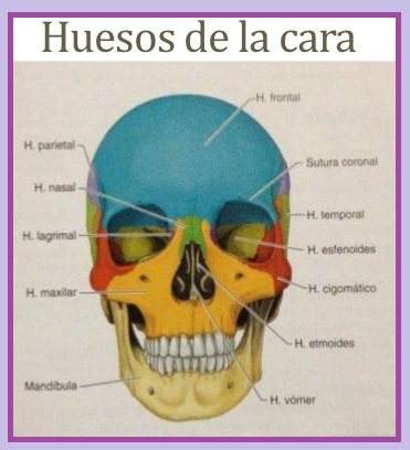 IMAGEN PERSONAL - SALUD INTEGRAL : FORMAS DEL ROSTRO Y CORTES RECOMENDADOS