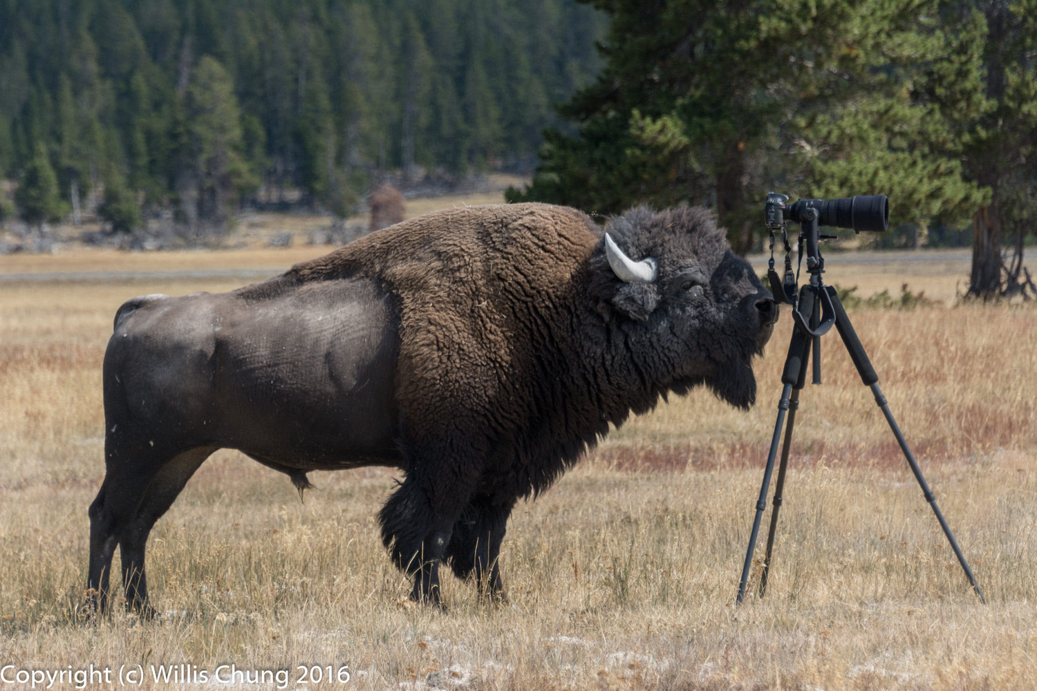THE WESTERNER: Wildlife Photography Turns Scary When Bison Charges at ...