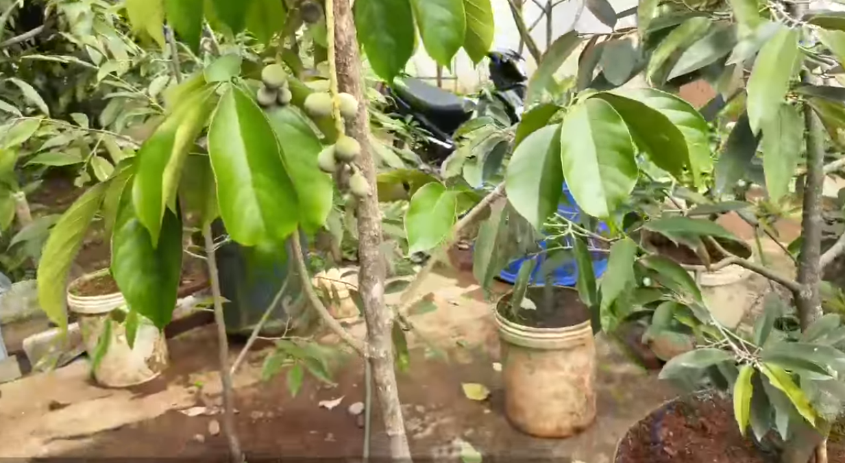 What is Duku Fruit? || Duku - FRUITS