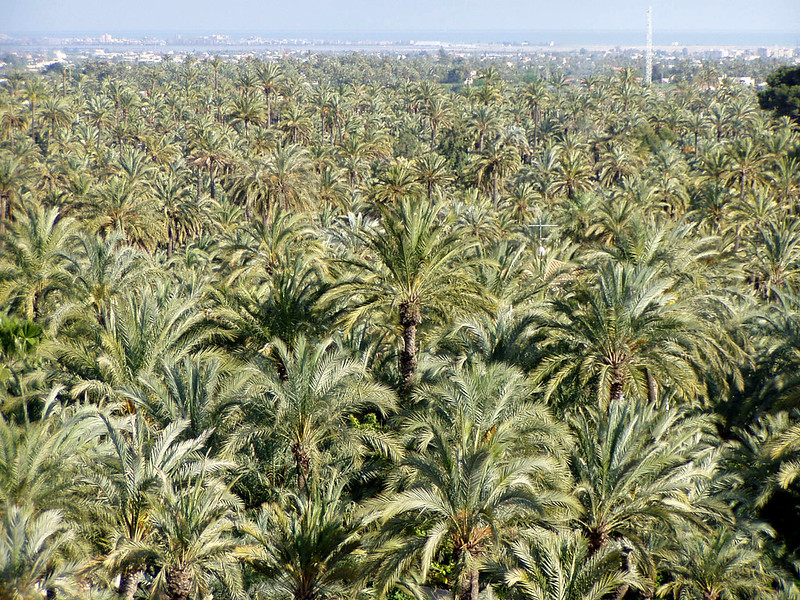 Palm grove – Spain
