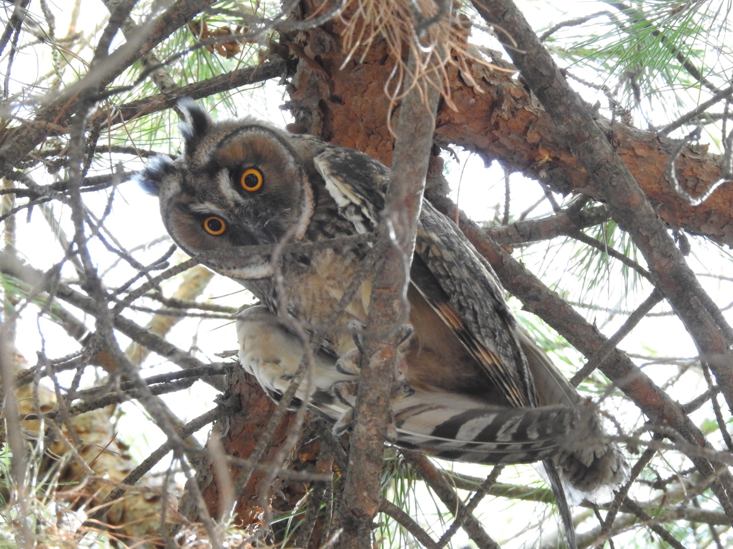 Las Aves del Retiro (sin ir más lejos...): Buho Chico (2)