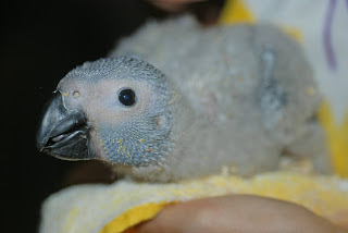 Prego Dalliance Sanctuary