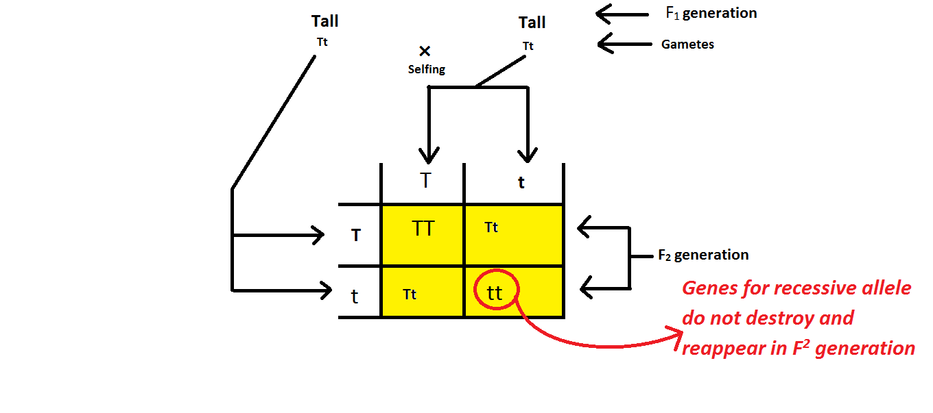 Inheritance of one gene; Monohybrid cross; Mendel's laws- Laws of ...