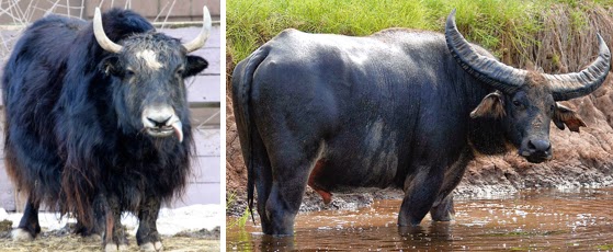 NephiCode: February 2015