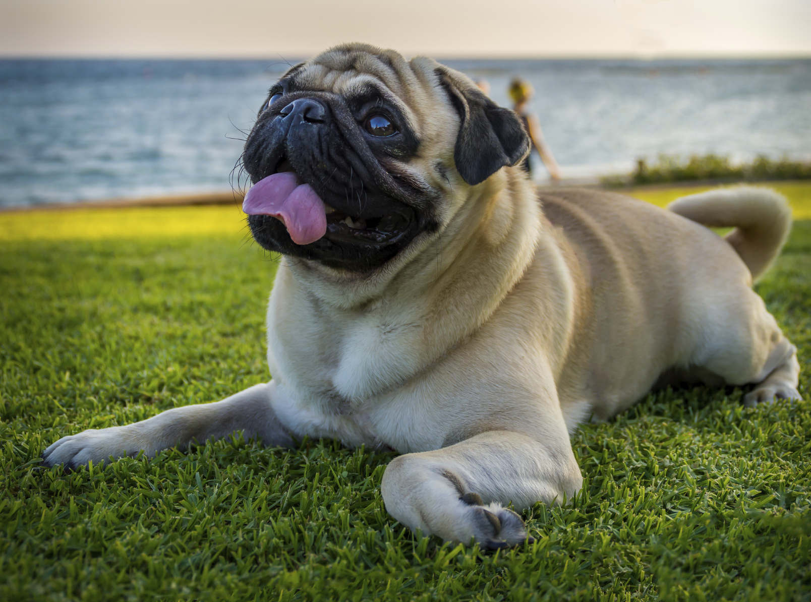 ZACK KENNEL CLUB: Pug