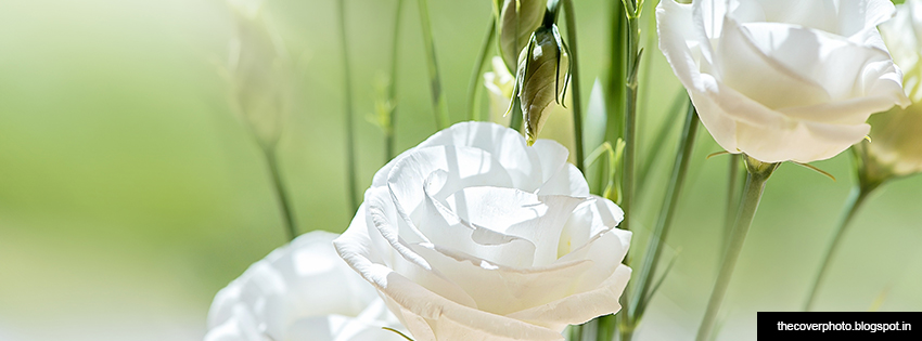 White Rose Facebook Timeline Cover Images | The Cover Photos