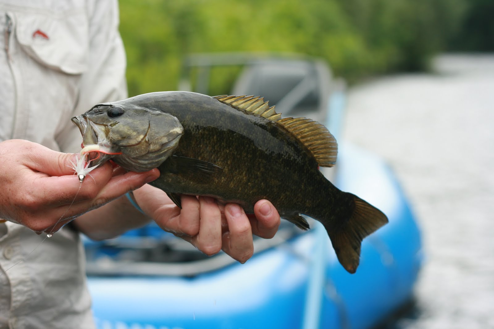 All Things Fly Fishing : Featured Fly - Zuddler Minnow