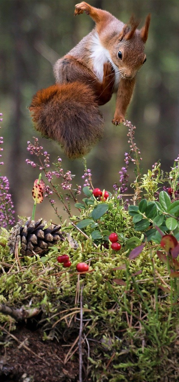Squirrel acrobatic jump - About Wild Animals
