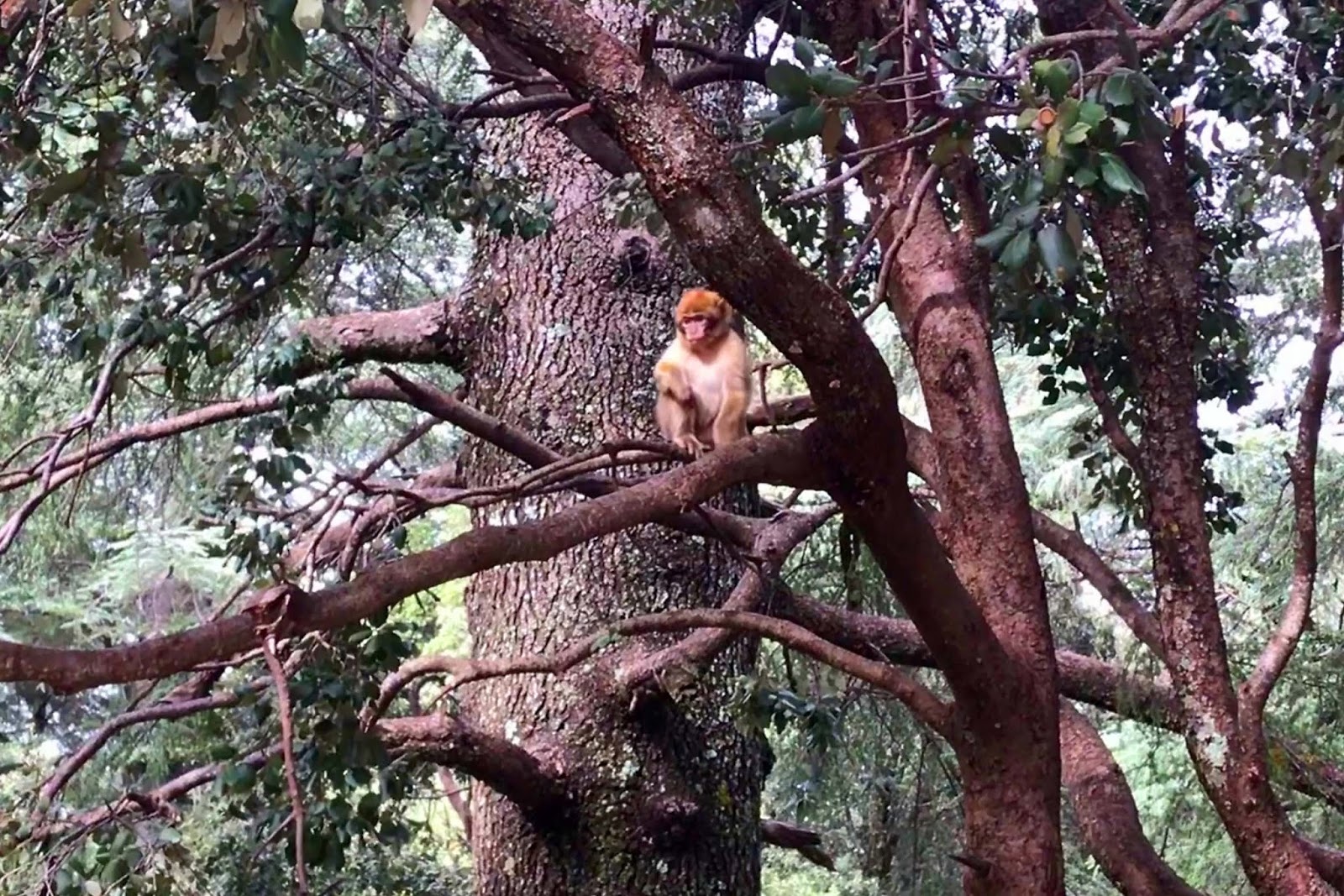 Wild monkeys in Cedar forest - Azrou ~ Hyper Morocco Tours