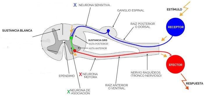 BIOLOGÍA Y GEOLOGÍA 3º ESO: ACTOS REFLEJOS-ACTOS VOLUNTARIOS