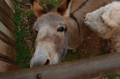 Over Good Ground: Have you ever heard a donkey bray?