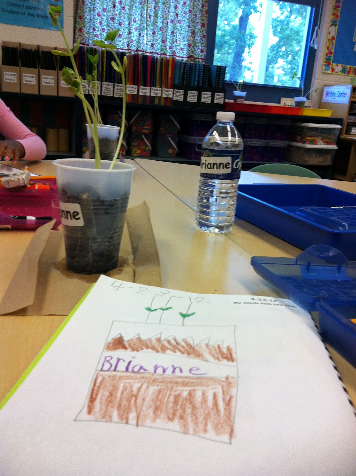 Mrs. Doiron's Kindergarten Class: Our Bean Plants