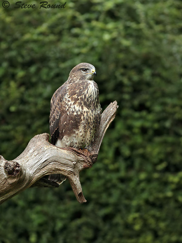 Steve Round Wildlife Photography: Juvenile Buzzards