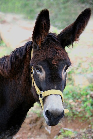 ASNO | BIBLICAL ZOOLOGY