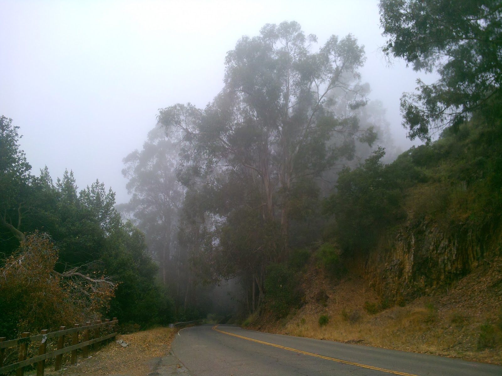 Claremont Canyon Firestorm: Deane Rimerman's Eucalyptus Fog Drip Myth