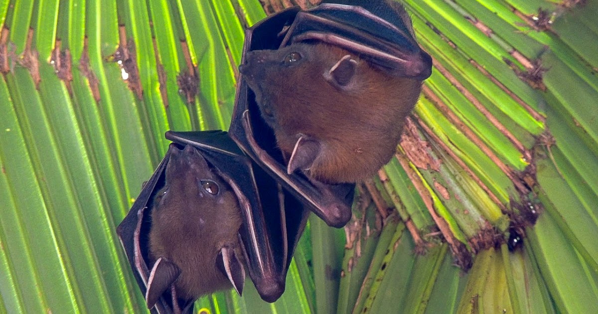 Zoology Jottings: Fruit bats in a Hong Kong garden—but what are they?