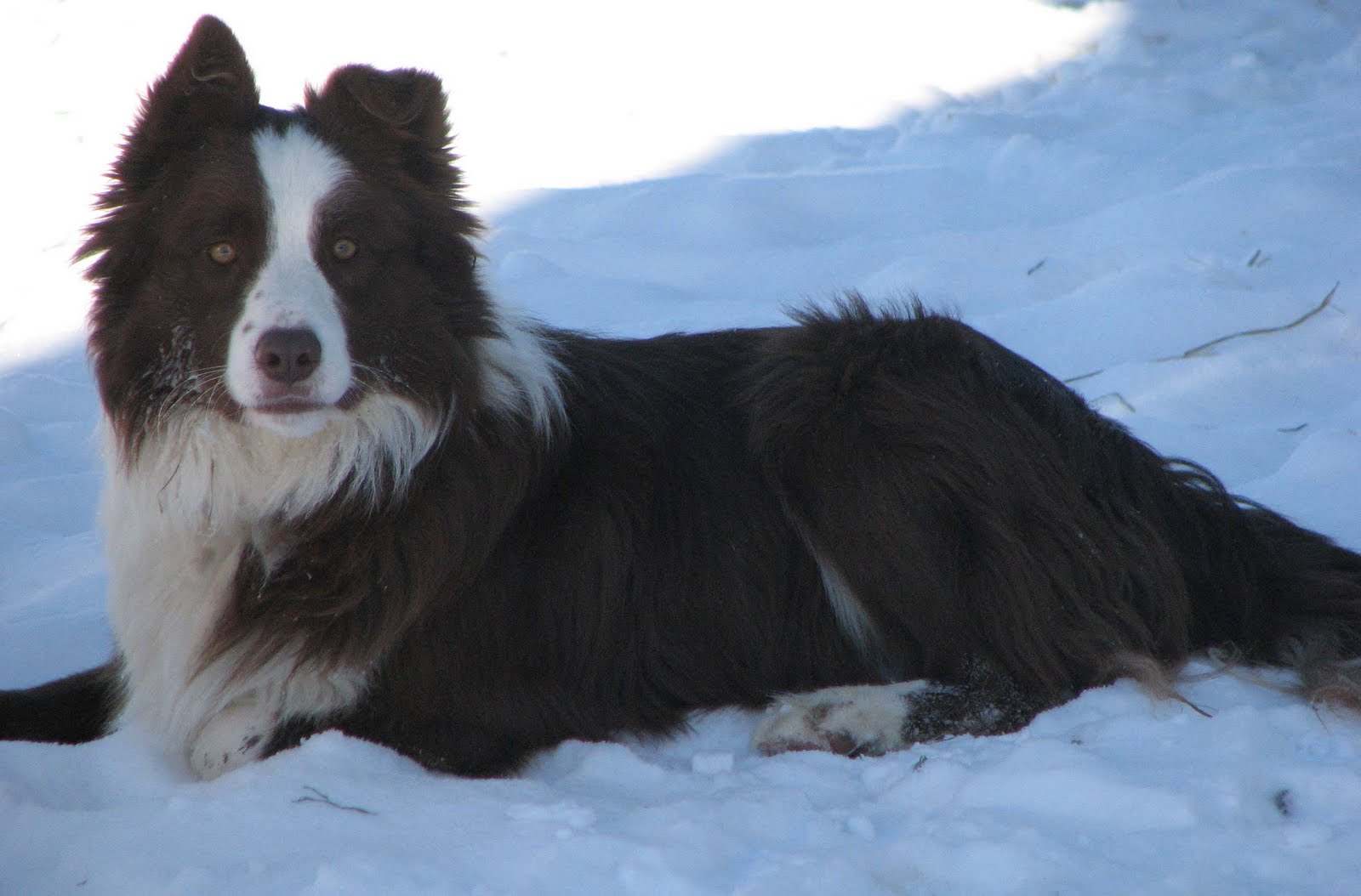 Rocky Mountain Border Collies: OUR COWBOYS