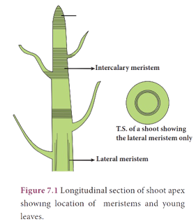 Plant Tissue - NEET (Botany) ~ Educational Consultant