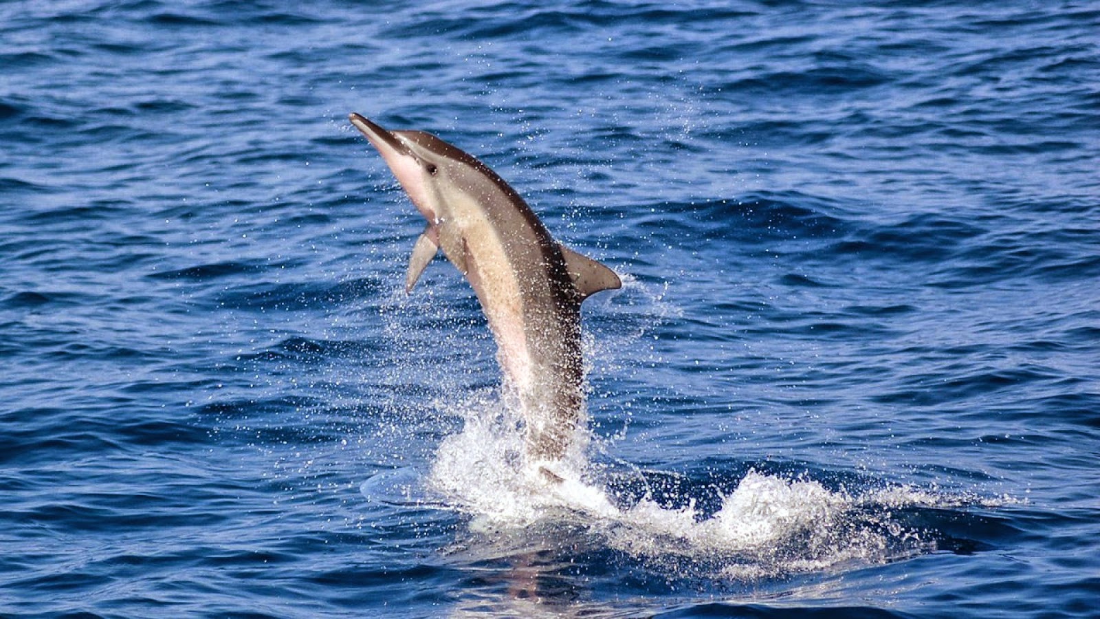 Dolphin - HD Wallpapers | Earth Blog