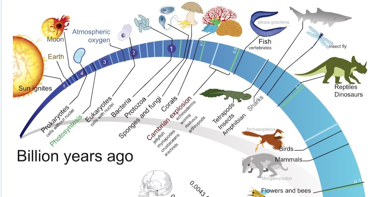 Popular Chemistry Online: EVOLUTION