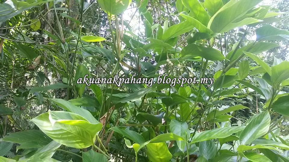 INFO DAN KHASIAT POKOK BEMBAN | AKU ANAK PAHANG