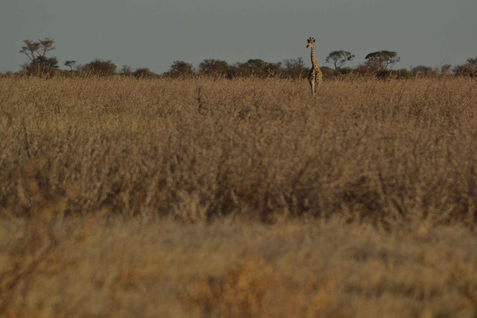 Study Abroad, Botswana: More Photos from CKGR