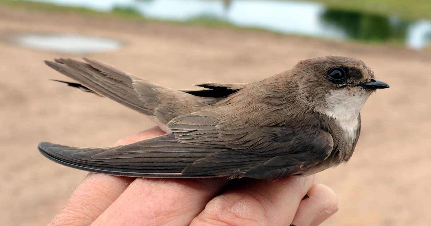 Another Bird Blog: Outsmarted