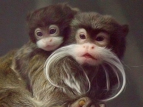 Funny Pics: Funny Emperor Tamarin Pics