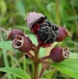 Anim Agro Technology: POKOK SENDUDUK - LIAR DAN DITANAM