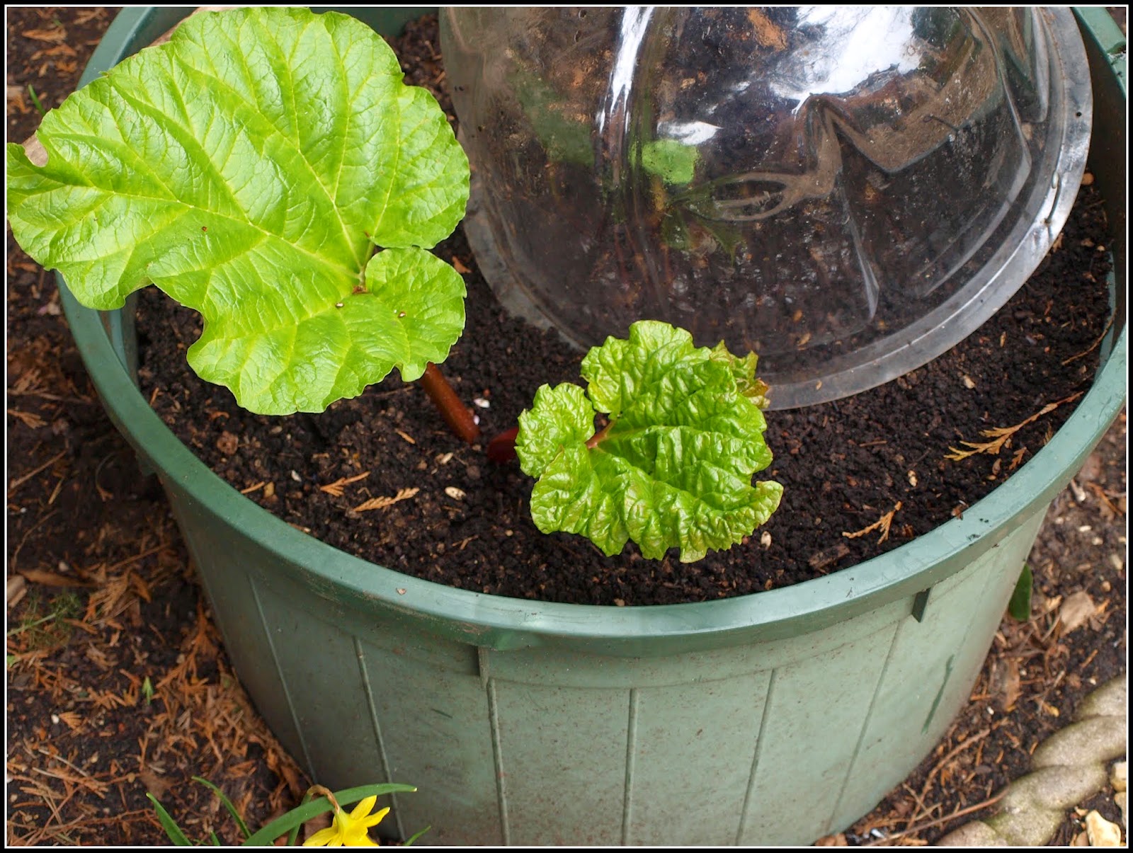 Mark's Veg Plot: Container gardening