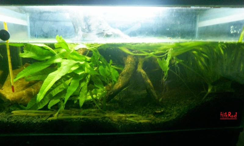 Mahamaya Hiko: Channa Bankanensis "Bangka snakehead" Profil dan cara ...