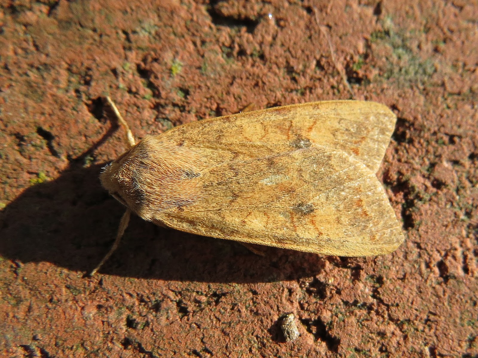 Wychwood Moths