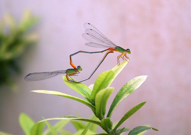 Dragonfly Delight: A Life Cycle in Superb Macrophotography | The Ark In ...