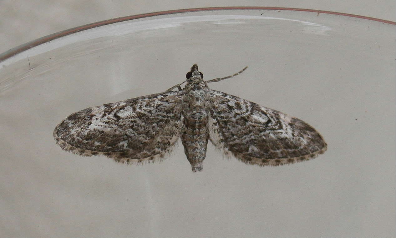 Jersey Moths: Night of 8th August