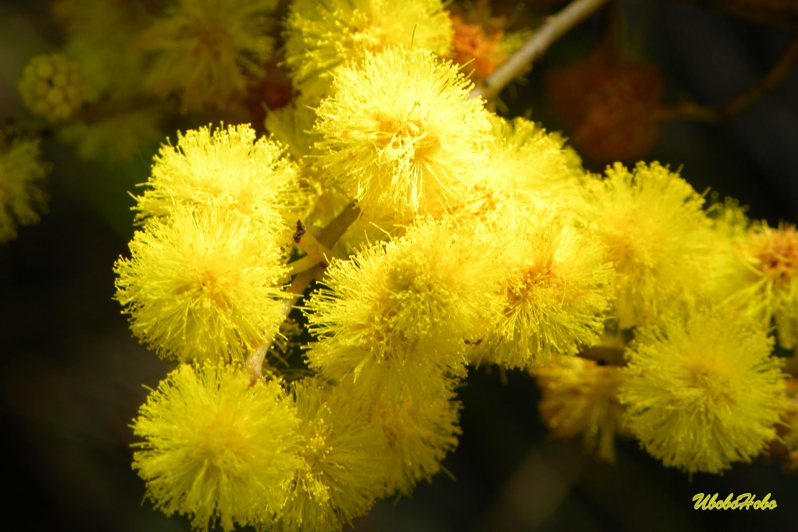 Ubobo Flowers: Lovely Golden Wattle