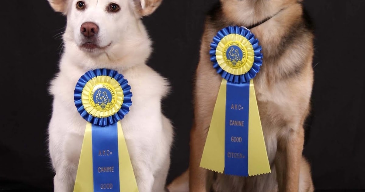 Photo 51 Samoyeds: Rescue vs Breeder: What's Right For You?