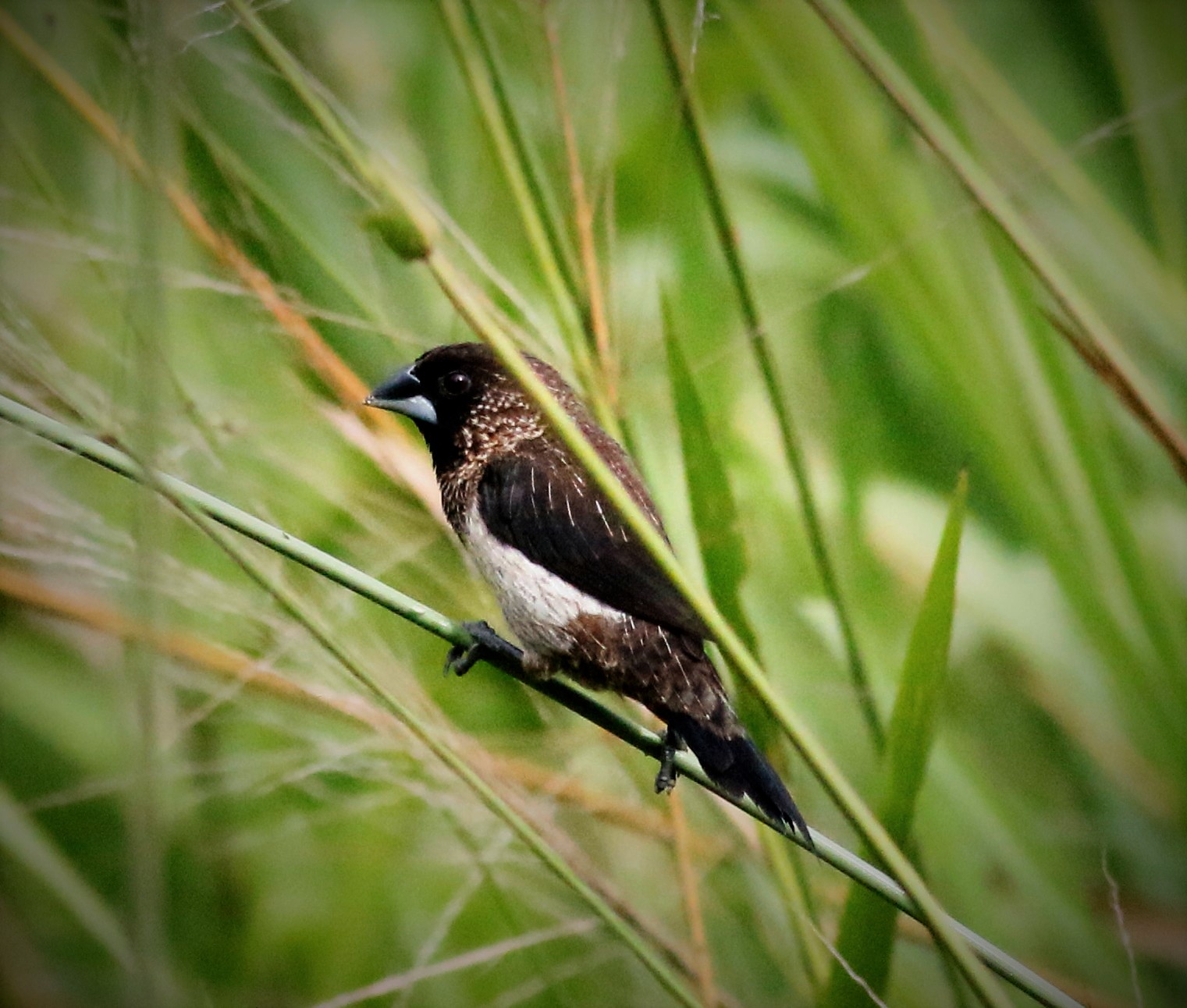 Ron-Nature-Adventures: Common Birds of Paddy Fields - Dec 2015 to Jan 2016