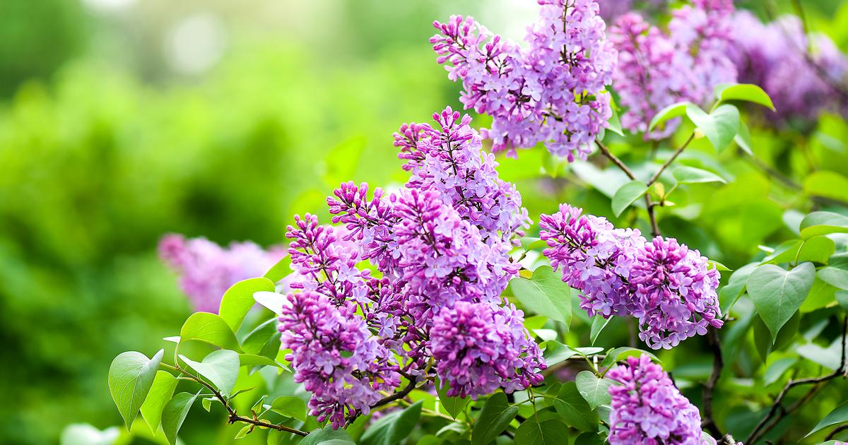 Jorgovan: Simbol prve ljubavi, s cvate samo tri tjedna godišnje ...