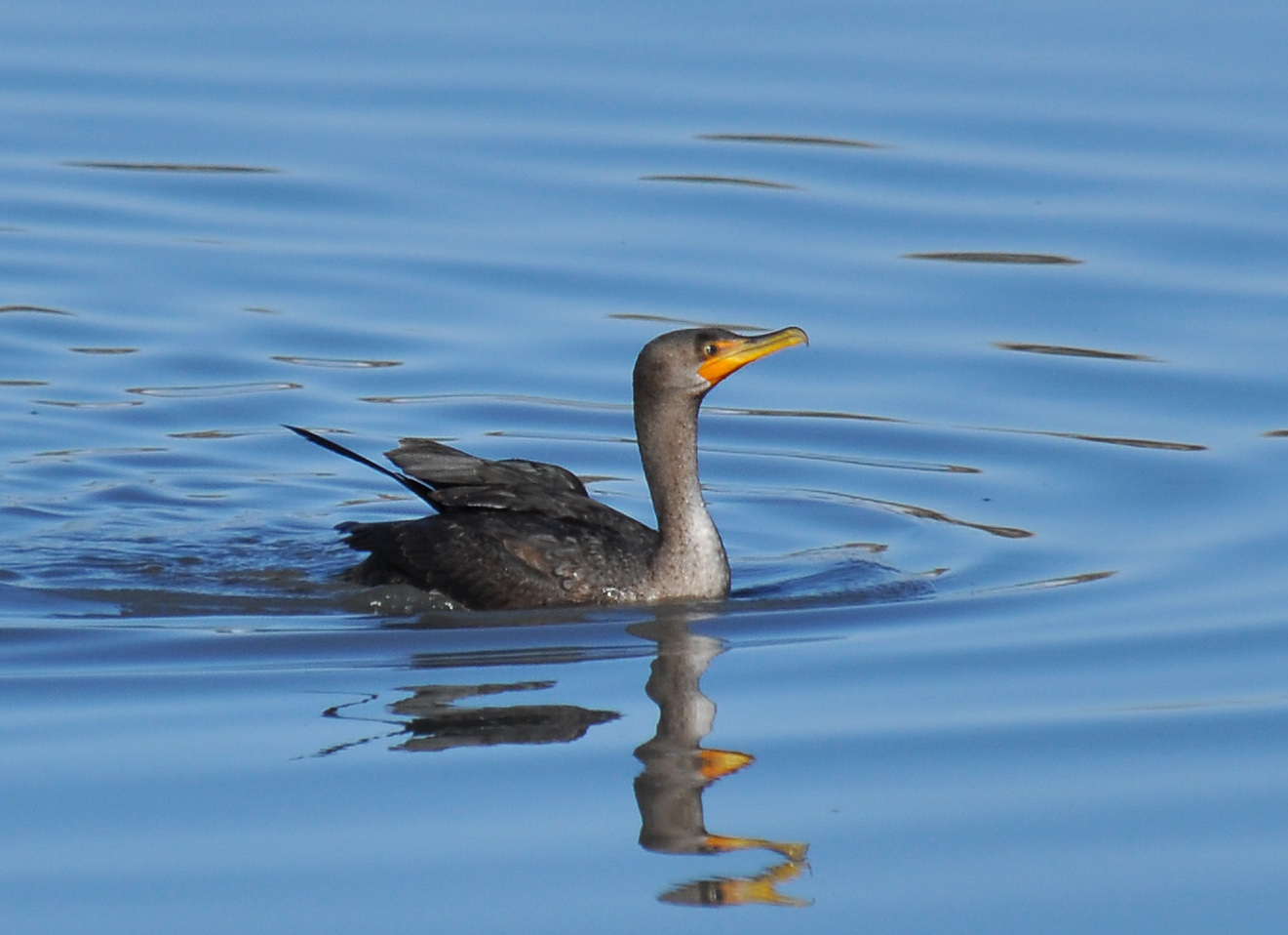 200 Birds: Logan CBC Highlights