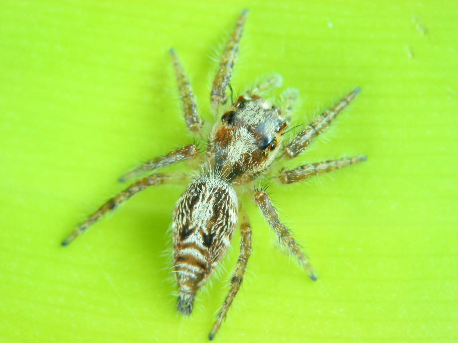 Jumping spiders of India