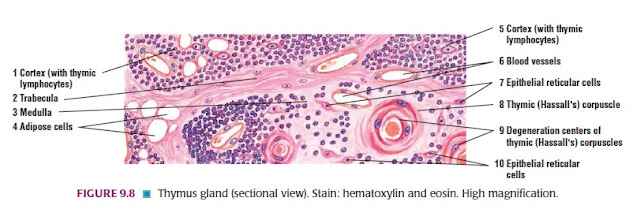 Histology Sistem Limfatik (lymphoid system) | BlogK Putih